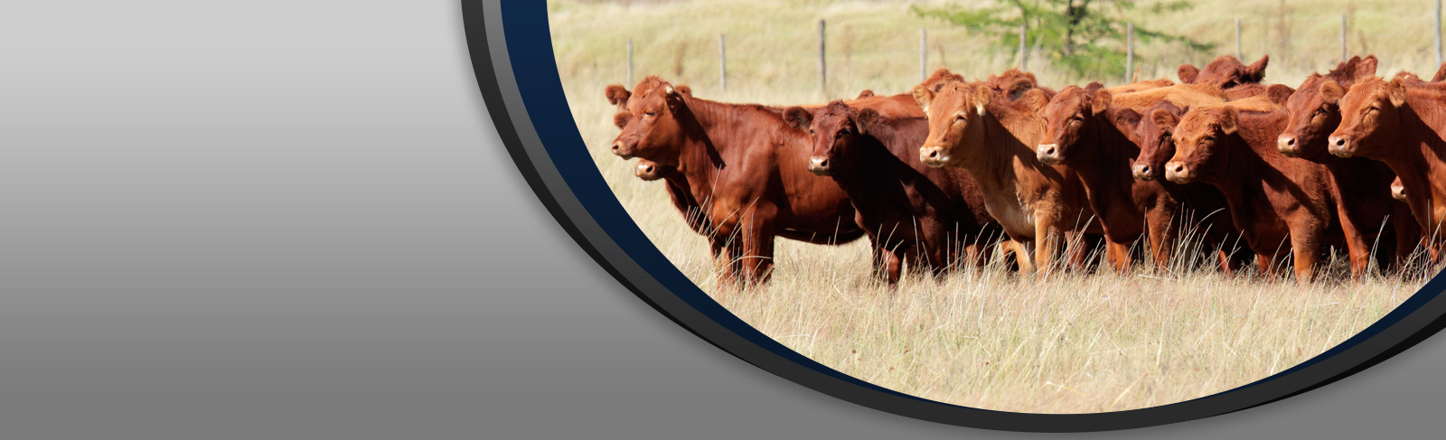 Gillespie Veterinary Center - Fredericksburg, Texas