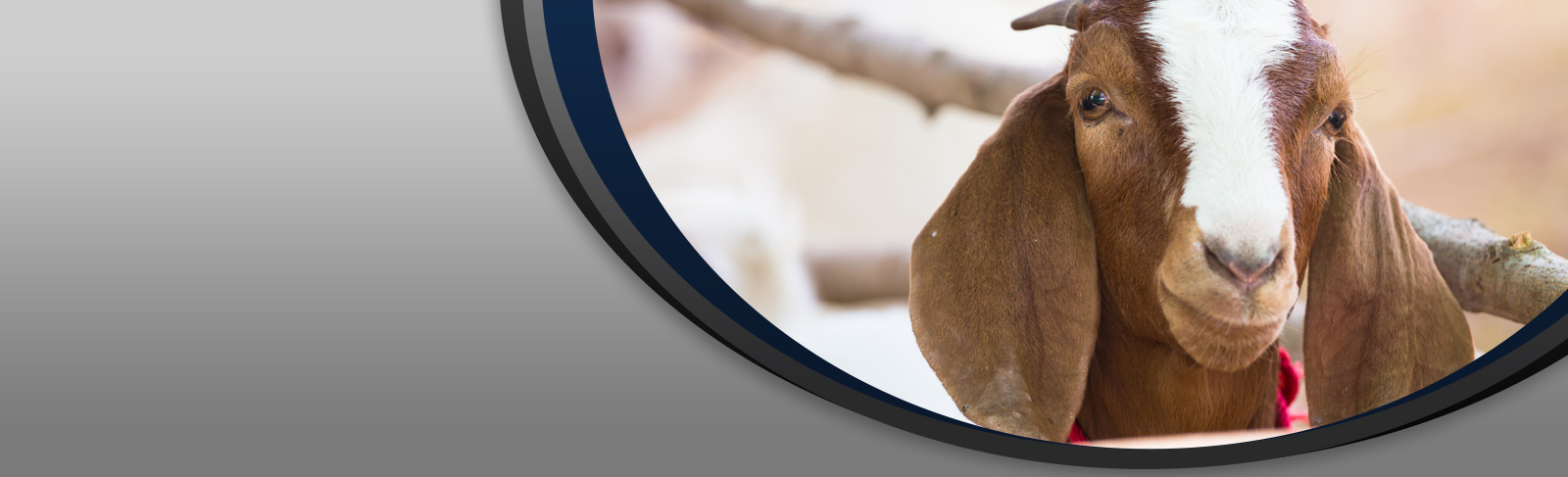 Gillespie Veterinary Center - Fredericksburg, Texas